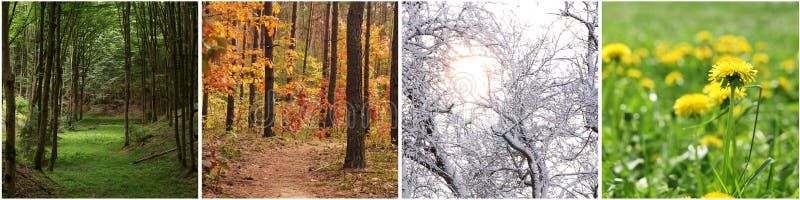 Four Seasons, Collage. Beautiful Photos of Nature during Spring, Summer ...