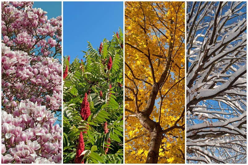 Four seasons in a collage stock photo. Image of tree - 375807110