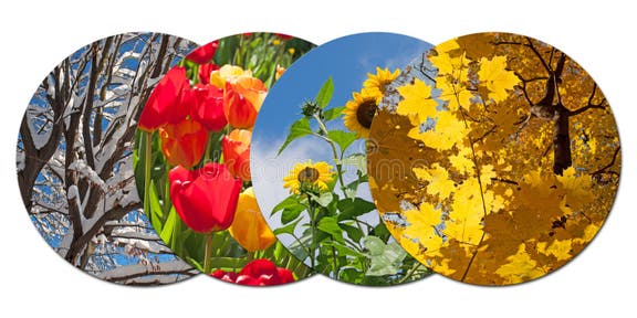 Four seasons in a collage stock photo. Image of spring - 375807950