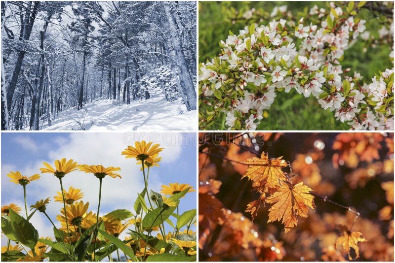 Four seasons collage stock photo. Image of blue, branch - 84406608