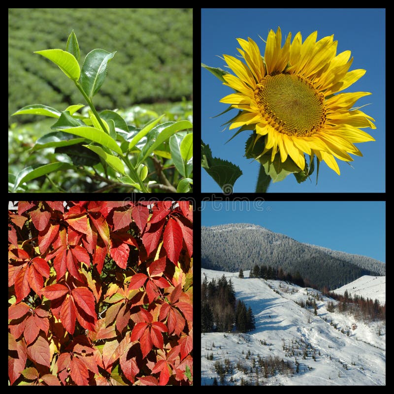 Spring Season - Nature Collage with Flowers Stock Photo - Image of ...