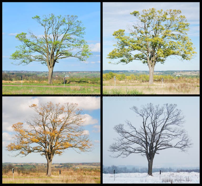 Four seasons tree stock image. Image of countryside, nature - 14121803