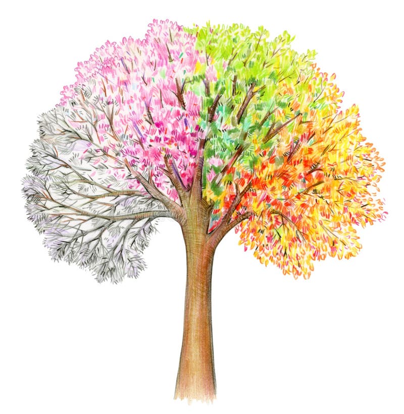 Four Seasons. Tree Handdrawing Isolated. Stock Illustration ...