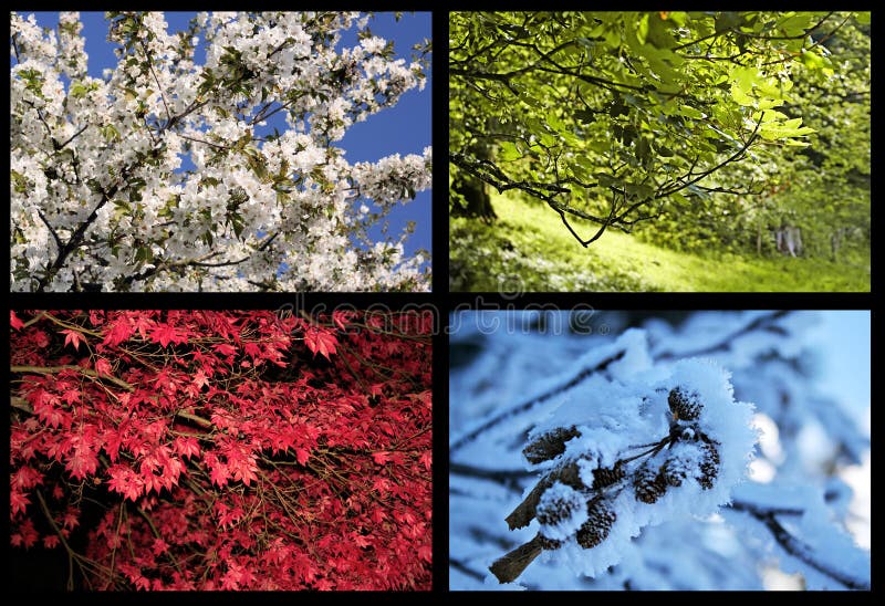 Four seasons trees stock photo. Image of botanical, beauty - 10900974
