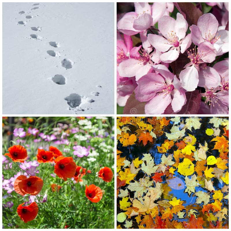 Summer, Autumn, Winter, Spring Stock Photo - Image of colorful, four ...
