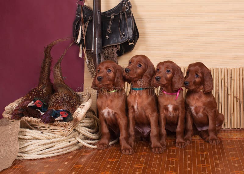 Four Setters Puppies and Pheasants Stock Image - Image of irish, puppy ...