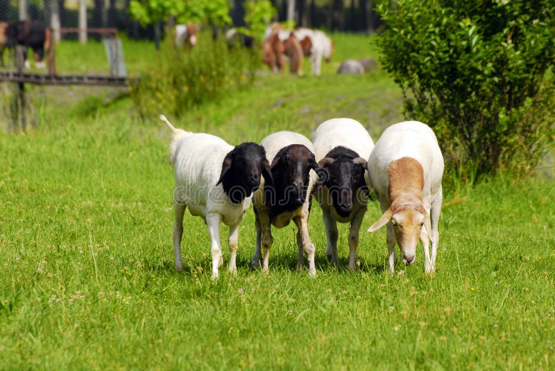 Four Sheep in a Row in a Field Looking at the Camera Stock Image ...