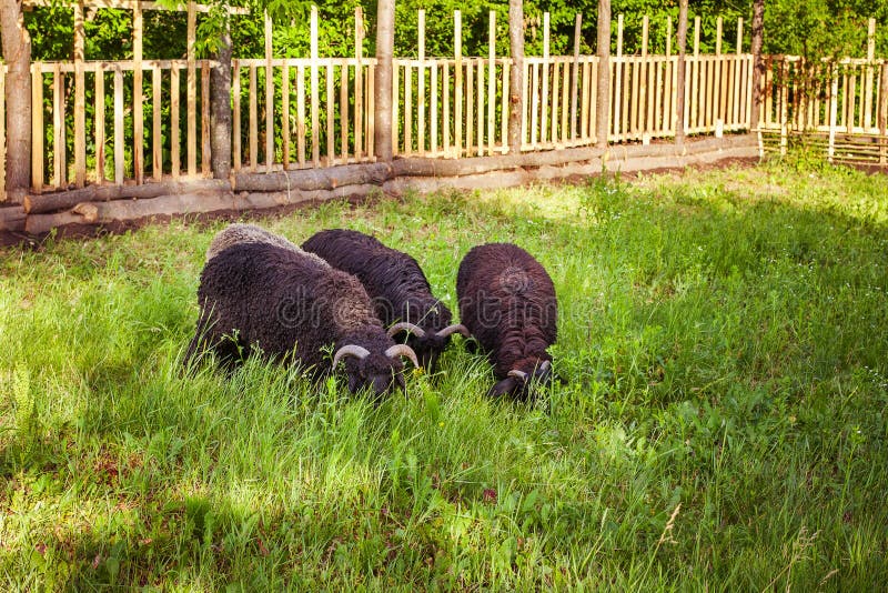 Four sheep eating grass stock photo. Image of lambs, young - 72797854