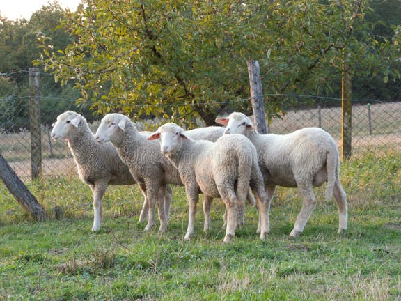 Four sheep stock image. Image of grazing, mammal, animal - 238861377