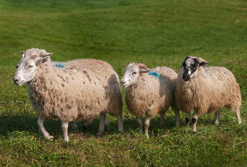 Four Sheep Ovis Aries Walk Sedately Left Stock Image - Image of ...