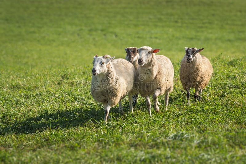 Four sheep stock image. Image of grazing, mammal, animal - 238861377