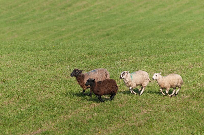 Four sheep stock image. Image of grazing, mammal, animal - 238861377