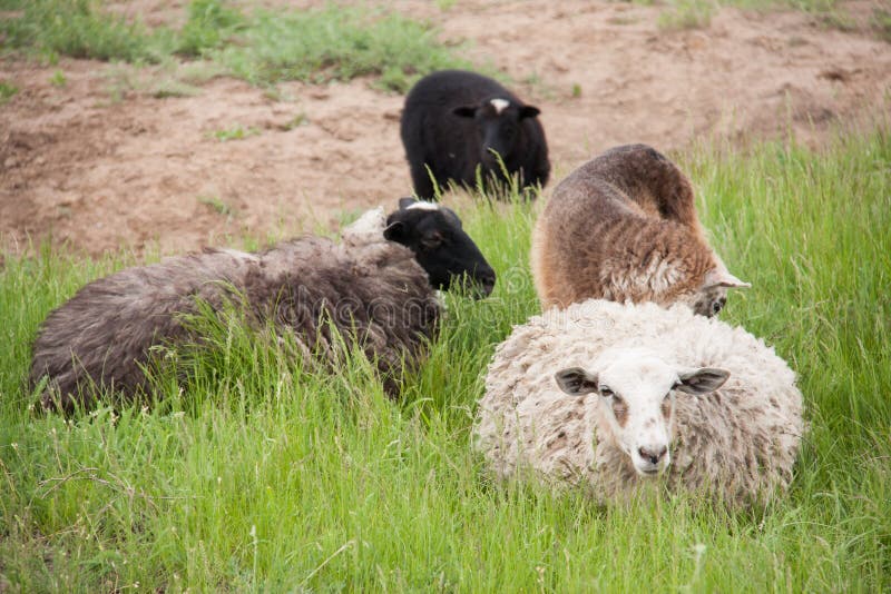 Four Sheep Picture. Image: 2384840