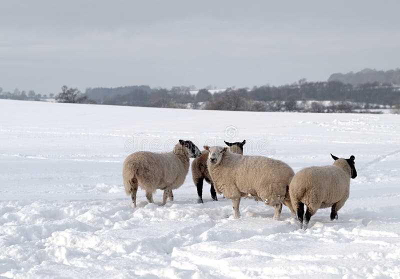 Four Sheep in the Snow stock photo. Image of freeze, snow - 17280956