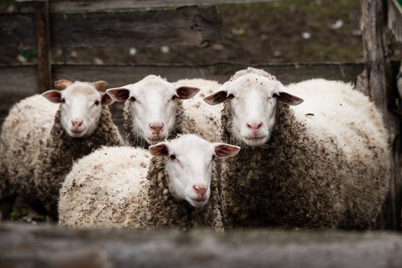 Four Sheep Stand in the Pen and Look at the Camera Stock Image - Image ...