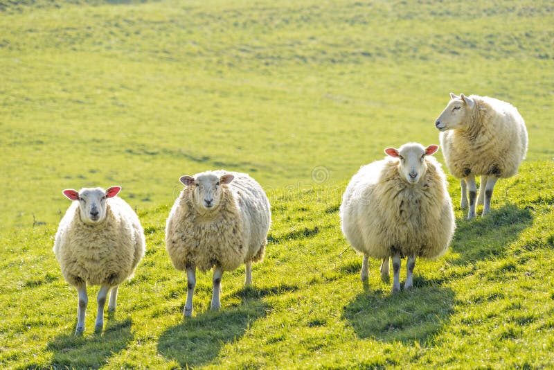Four Sheep Standing Facing Camera Stock Photos - Free & Royalty-Free ...