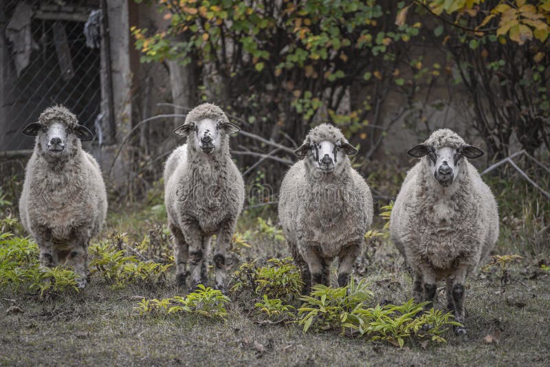 Four sheep are standing stock photo. Image of land, animals - 162761846
