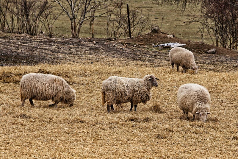 Four sheep stock illustration. Illustration of mammals - 22719283