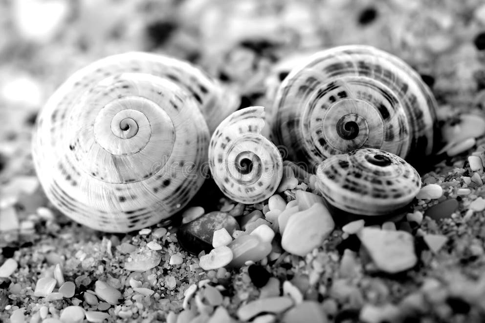 Four shells stock photo. Image of summer, beautiful, shells - 13252030