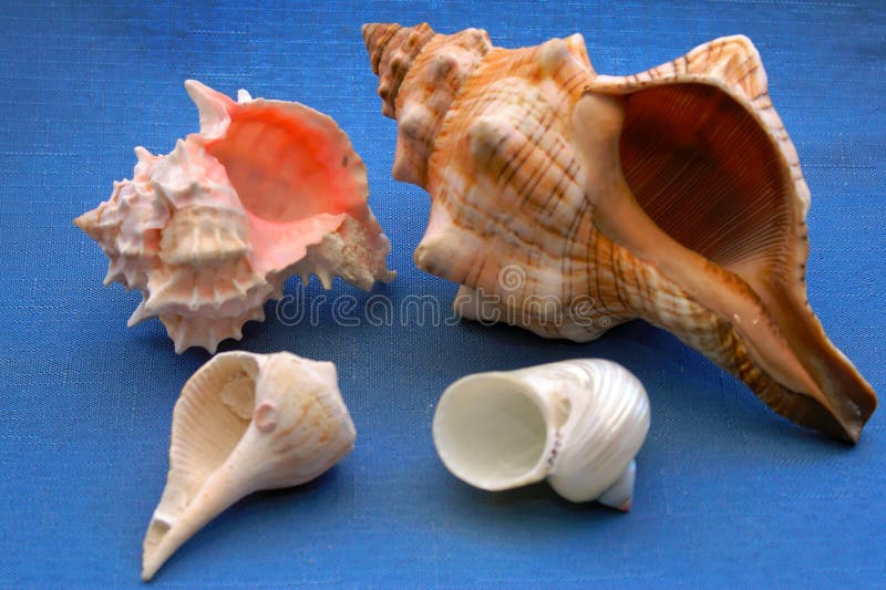 Four Shells Picture. Image: 2510024