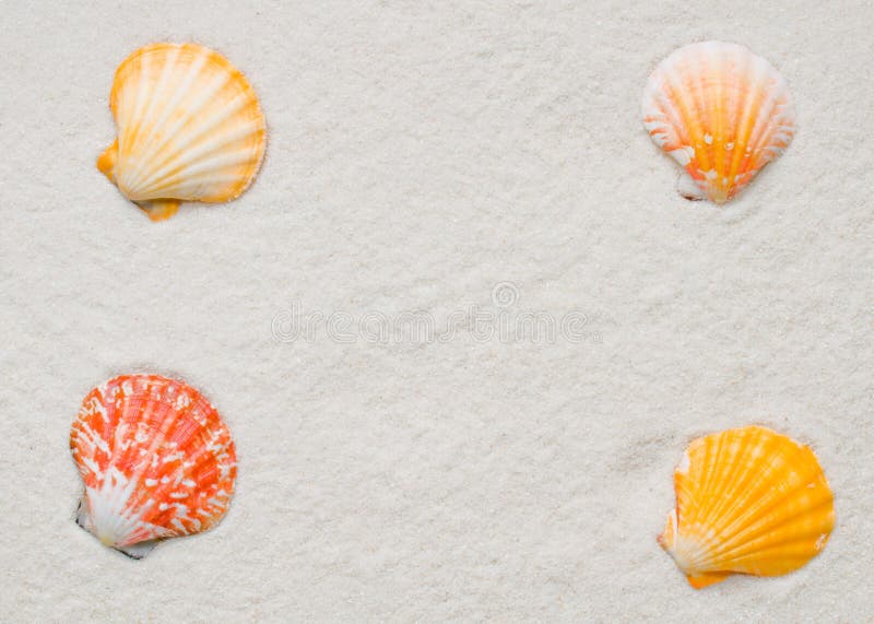 Four shells stock photo. Image of space, textured, structured - 36243802