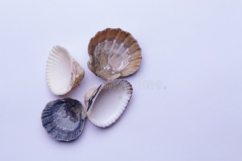 Four Shells with an Interesting Structure and Pattern Stock Image ...