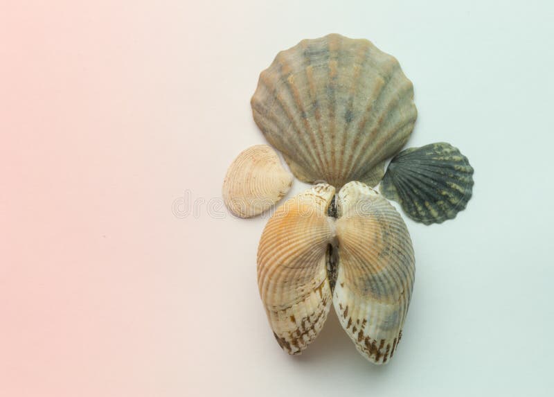 Four Shells with an Interesting Structure and Pattern Stock Image ...