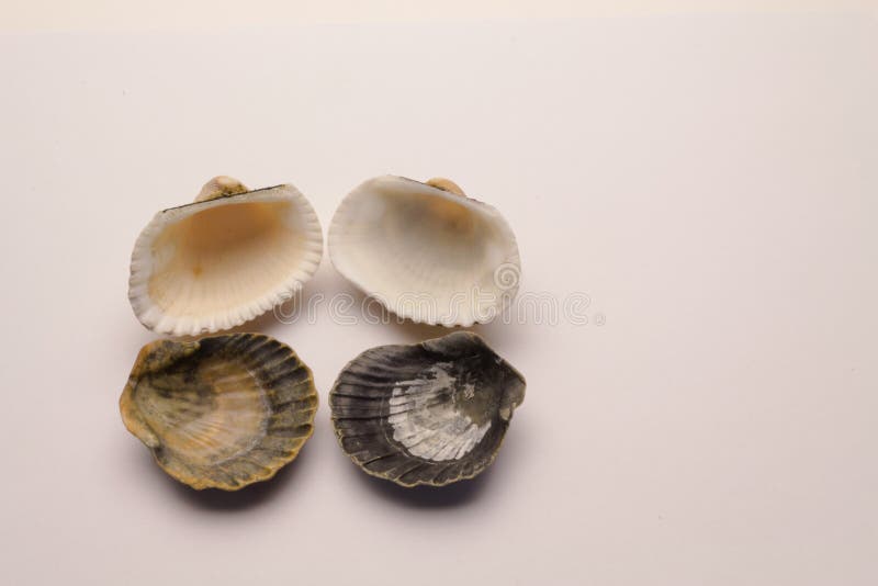 Four Shells with an Interesting Structure and Pattern Stock Image ...