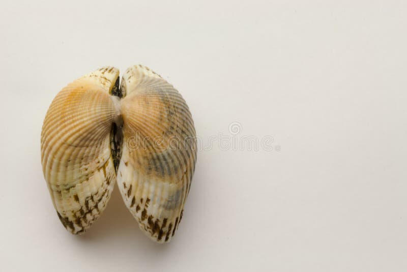 Four Shells with Ridges in a Pile. Stock Photo - Image of piled, shells ...