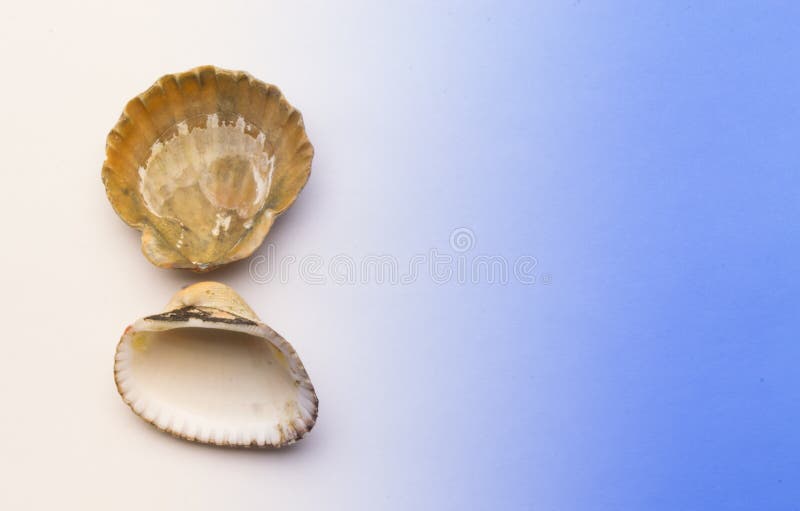 Four Shells with Ridges in a Pile. Stock Photo - Image of piled, shells ...