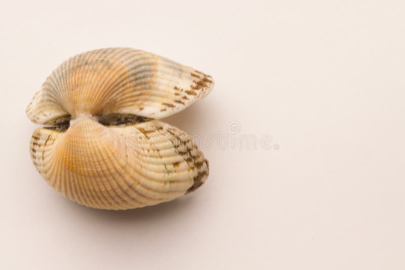 Four Shells with an Interesting Structure and Pattern Stock Photo ...