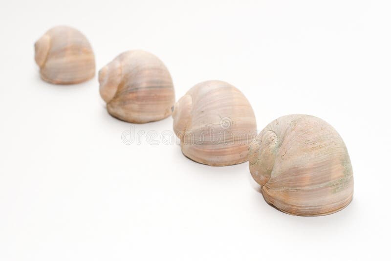 Four shells isolated stock image. Image of prepared, macro - 3055969