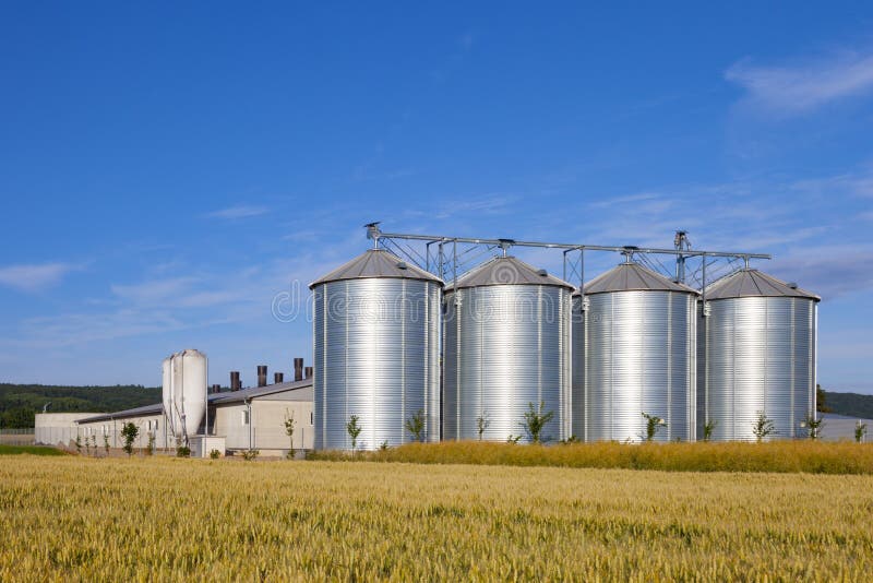 Four Silver Silos in Corn Field Stock Image - Image of outdoor ...
