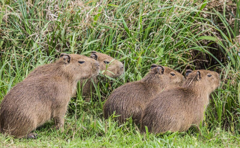 Two Small Capybaras Play in the Sun. Argentina Stock Image - Image of ...
