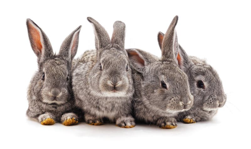 Four small rabbits stock image. Image of beauty, four - 167505829