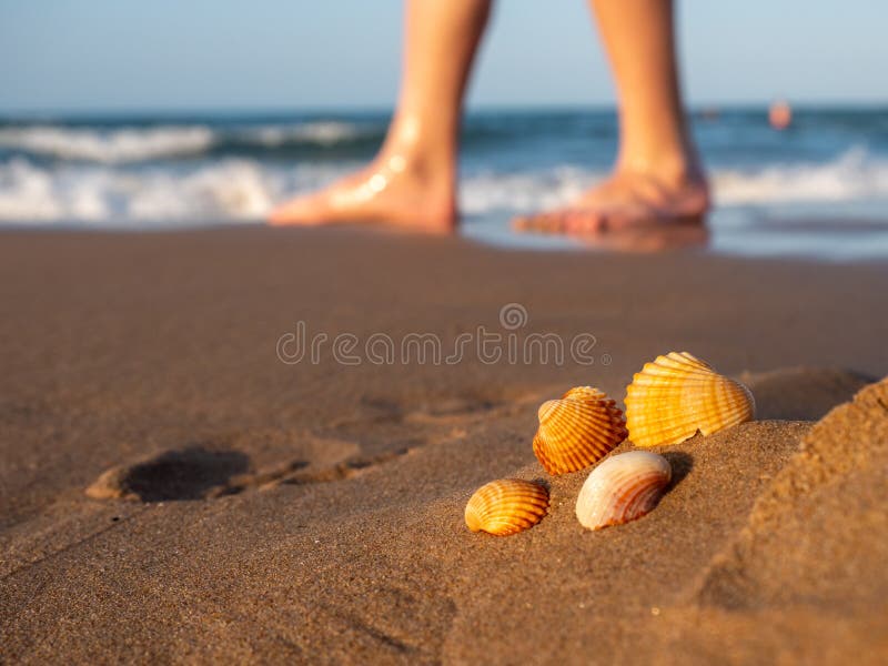 Four Small Shells on the Sand of the Beach at Sunset Stock Image ...