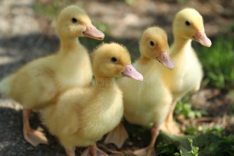 Four Small Yellow Baby Duckies Stock Image - Image of yellow, baby ...