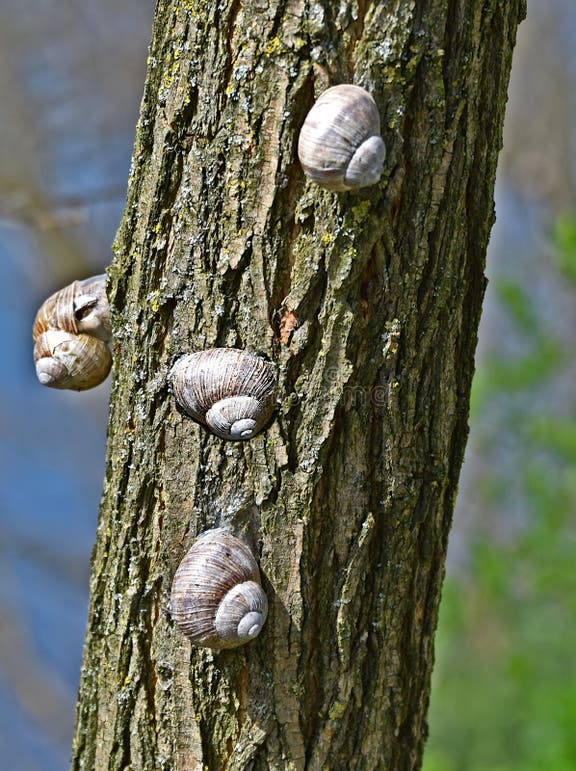 Four Snails Bask in the Spring Sun on a Tree Trunk Stock Image - Image ...