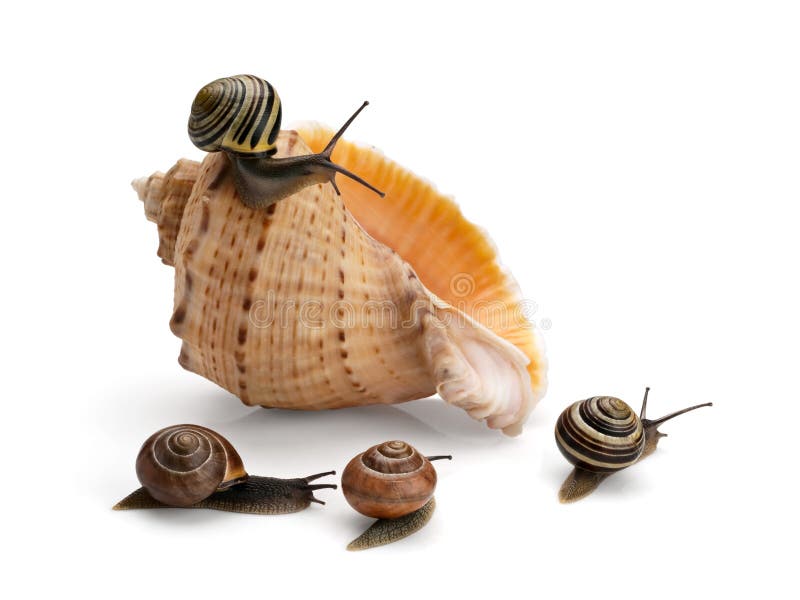 Four Snails and Sea Cockleshell Stock Image - Image of cockleshell ...