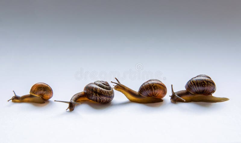 Four snails stock image. Image of nature, food, spiral - 9309711