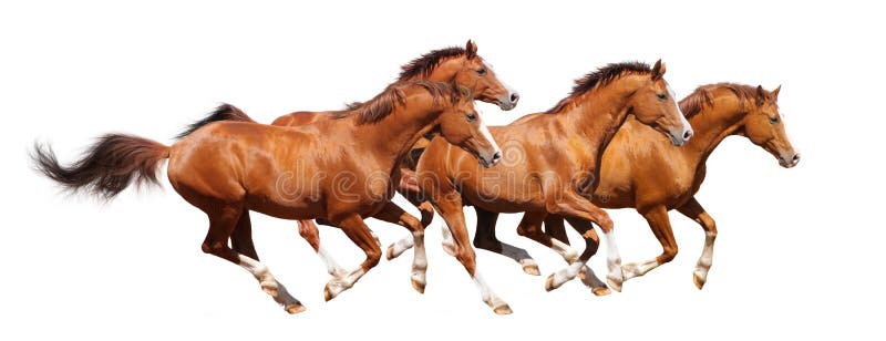 Four Sorrel Stallion Gallop Stock Image - Image of gallop, horizontal ...