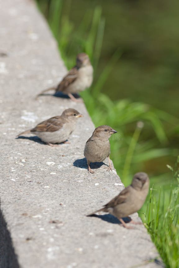 Four sparrows stock photo. Image of beauty, sunlight - 26986634