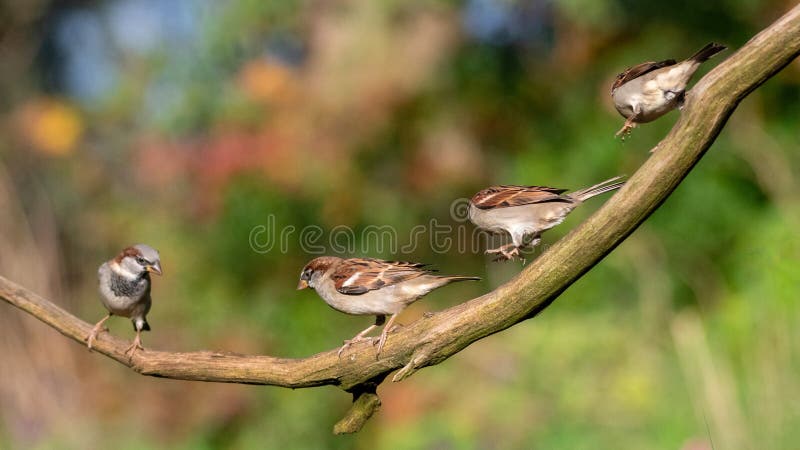 Four Sparrows Dancing on a Branch Stock Vector - Illustration of wing ...
