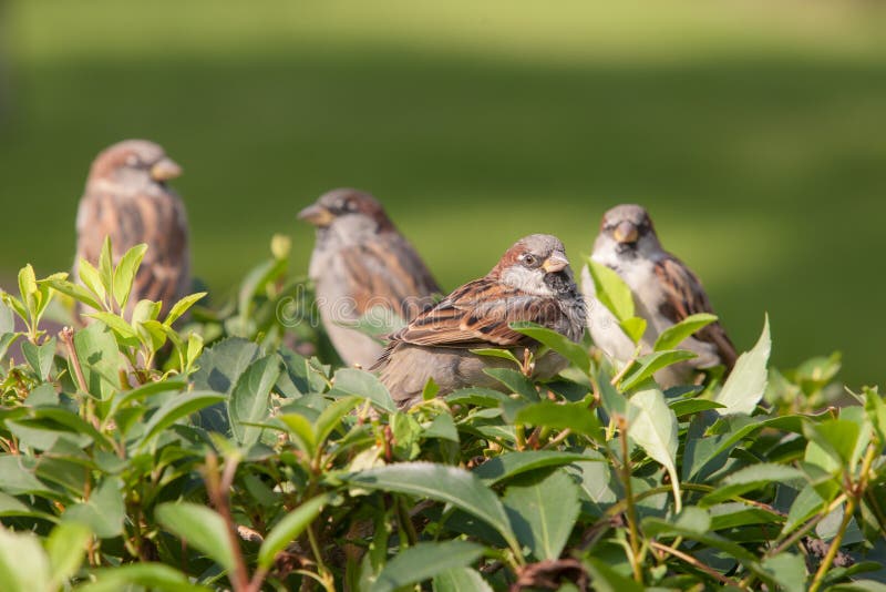 Four sparrows stock photo. Image of bush, small, bird - 56755356