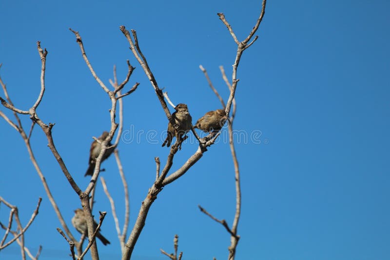 Four Sparrows Sitting on the Tree Branch with Blue Sky in Background ...