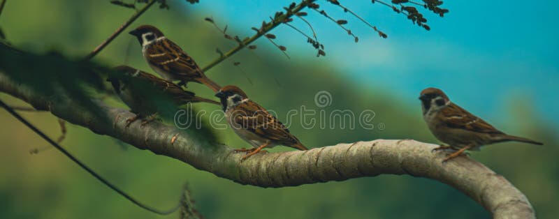 Four Sparrows Perched on a Tree Branch at Treasure Mountain, Tanay ...