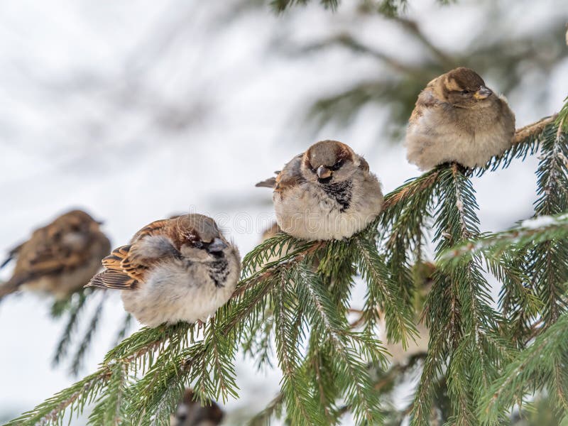 Four Sparrows Sits on a Fir Branch in the Autumn or Winter Stock Photo ...