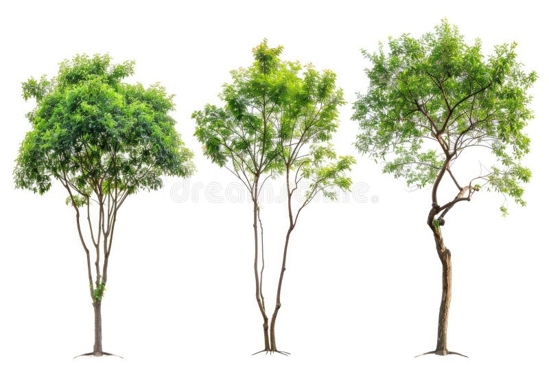 Four Species of Trees on a White Backdrop, Ideal for Comparison or ...