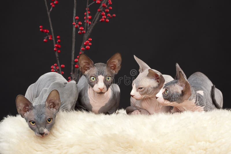 3 Sphynx Kittens in Easter Basket Stock Photo - Image of sitting ...