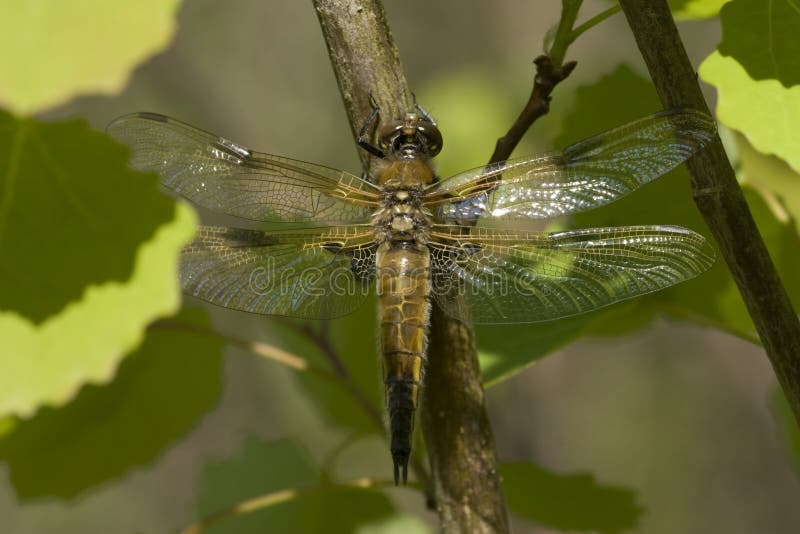 Four-spotted Chaser Dragonfly Stock Image - Image of skimmer, dragonfly ...